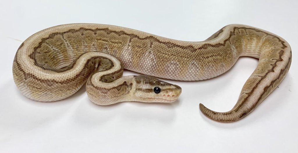 Woma Lesser Pinstripe Paint Ball Python by BHB Reptiles - MorphMarket
