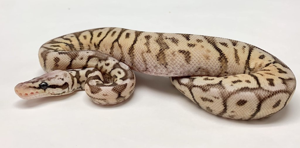 Black Widow Yellowbelly Ball Python by BHB Reptiles - MorphMarket