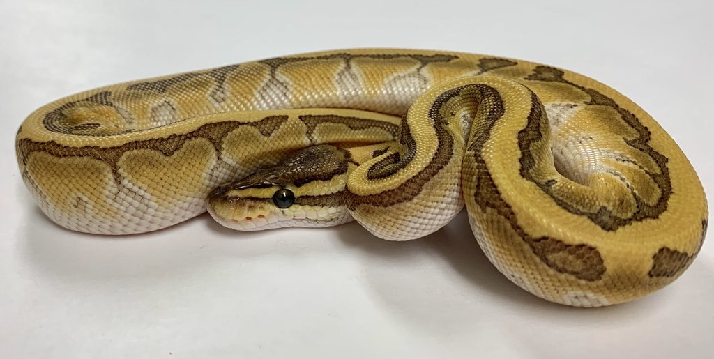 Kingpin Enchi Ball Python by BHB Reptiles - MorphMarket