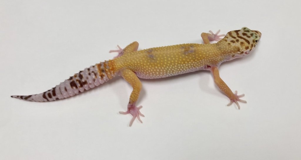 Hypo Tremper Albino Marble Eye Leopard Gecko by BHB Reptiles - MorphMarket