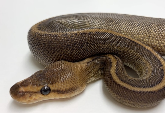 Camo Ball Python by BHB Reptiles