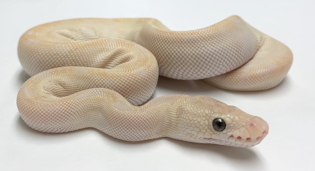 Pastel Het Russo Special Ball Python by BHB Reptiles - MorphMarket