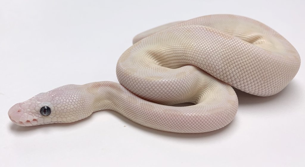 Pastel Het Russo Special Ball Python by BHB Reptiles - MorphMarket