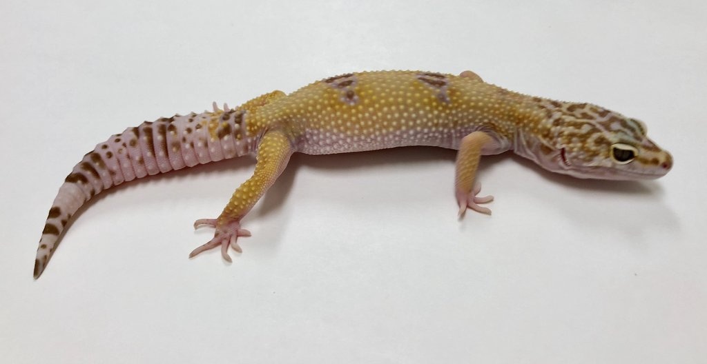 Hypo Mack Snow Tremper Albino Het Marble Eye Leopard Gecko by BHB ...