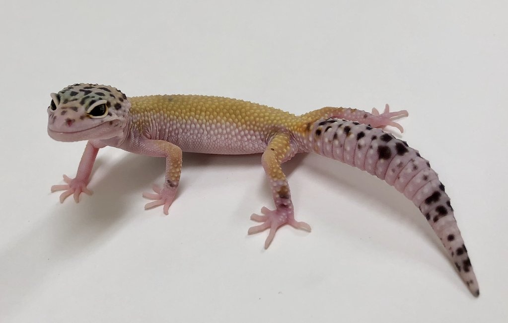 Hypo W/Y Marble Eye Leopard Gecko by BHB Reptiles - MorphMarket