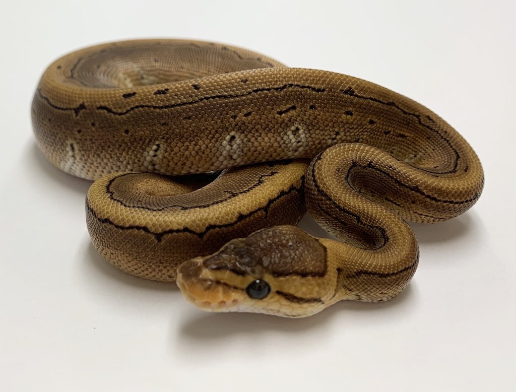 Pinstripe Special Ball Python by BHB Reptiles - MorphMarket