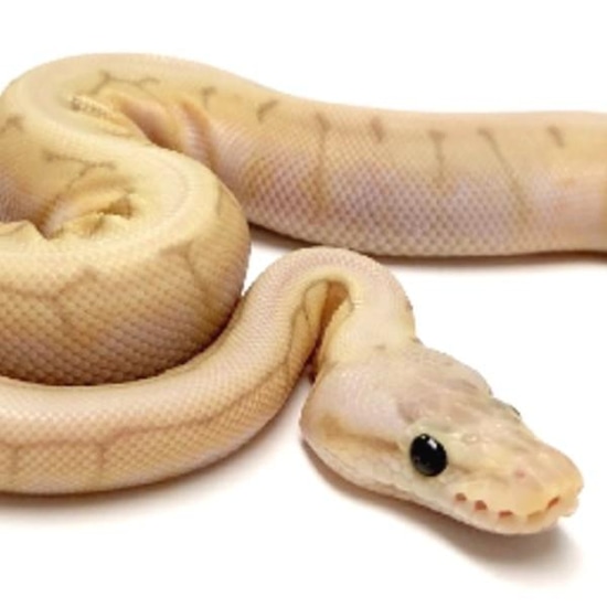 Banana Fire Spinnerblast Ball Python by BHB Reptiles