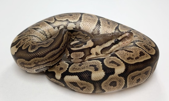 Cinnamon Woma Ball Python by BHB Reptiles
