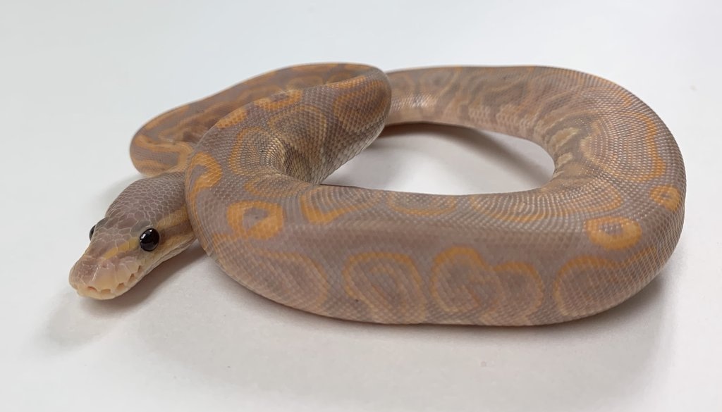 Banana Black Pastel Ball Python by BHB Reptiles - MorphMarket