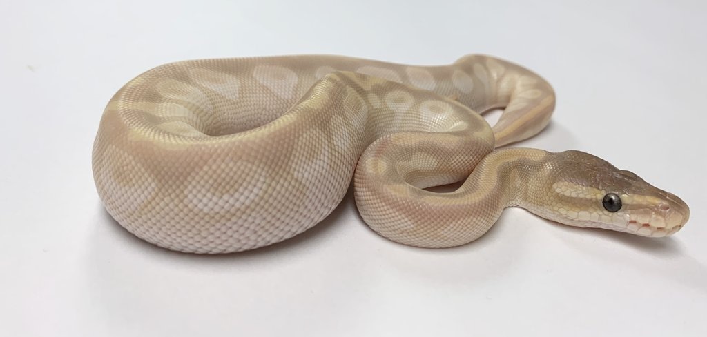 Crystal Ball Python by BHB Reptiles - MorphMarket