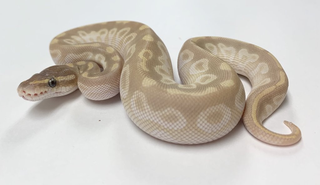 Crystal Ball Python by BHB Reptiles - MorphMarket