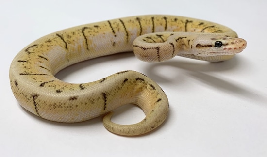 Spinner Blast Ball Python by BHB Reptiles