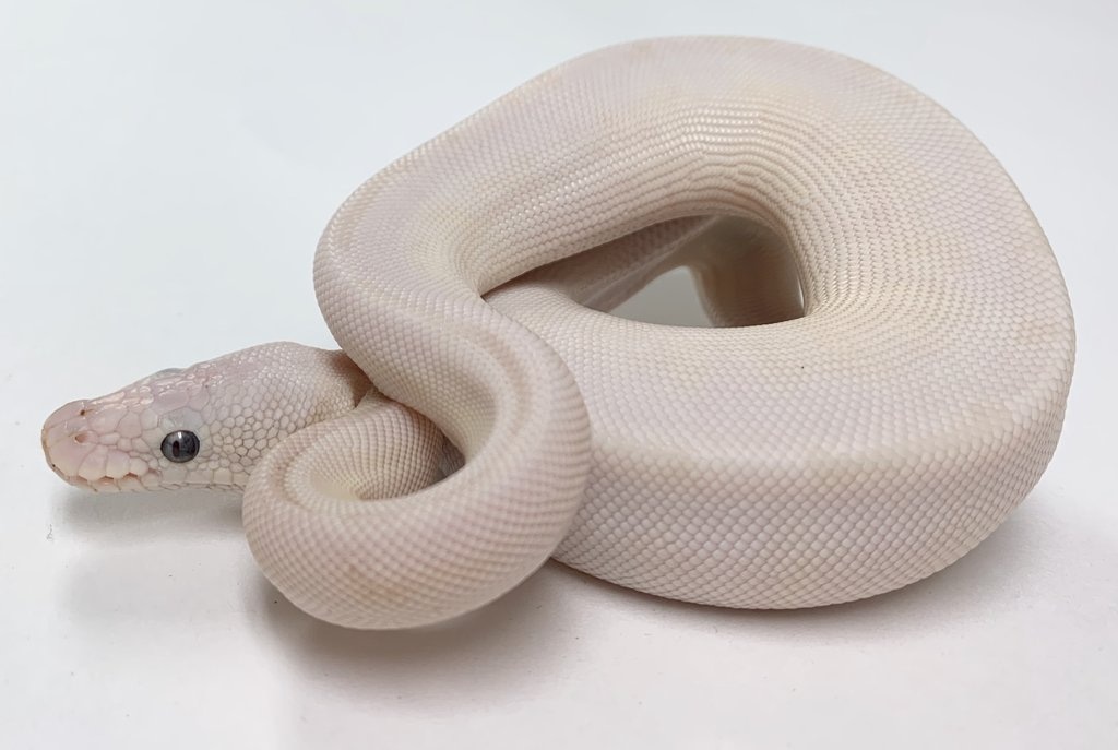 Super Russo Ball Python by BHB Reptiles - MorphMarket