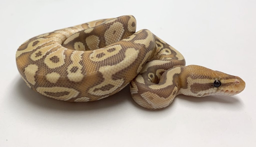Banana Lesser Ball Python by BHB Reptiles - MorphMarket