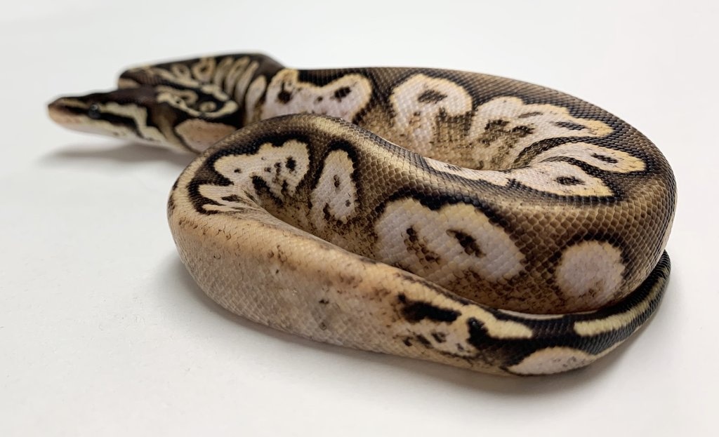 Pastel Sugar Ball Python by BHB Reptiles - MorphMarket