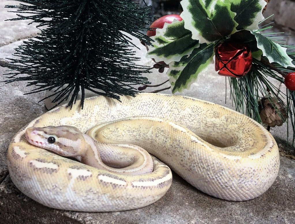 2019 Puma McKenzie Ball Python by BHB Reptiles - MorphMarket