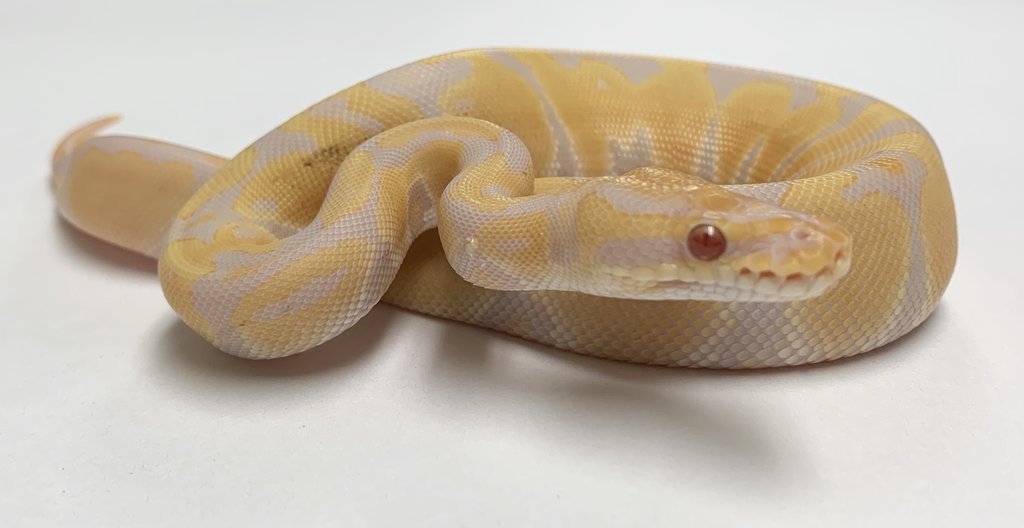 Candino Ball Python by BHB Reptiles - MorphMarket
