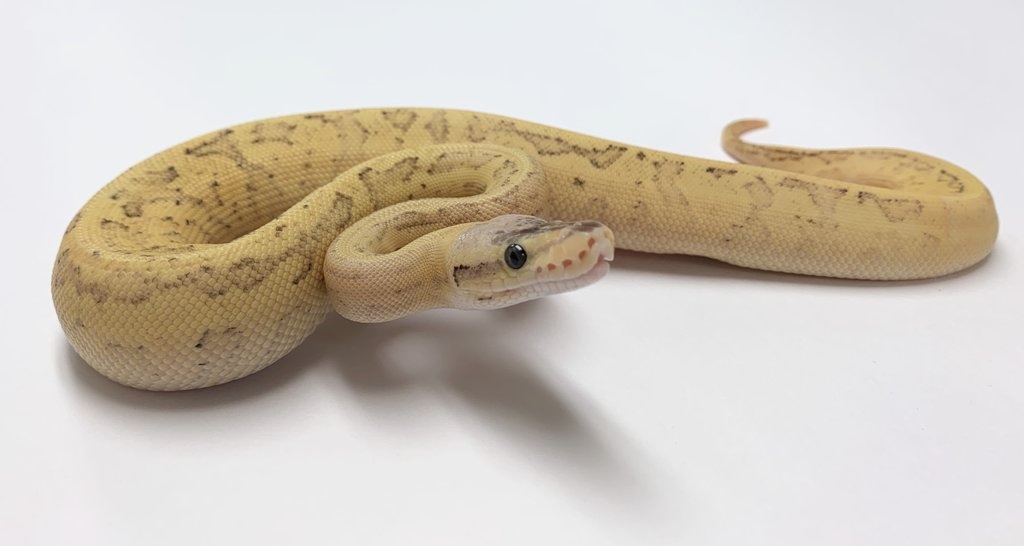 Dragonfly Yellowbelly Ball Python by BHB Reptiles - MorphMarket