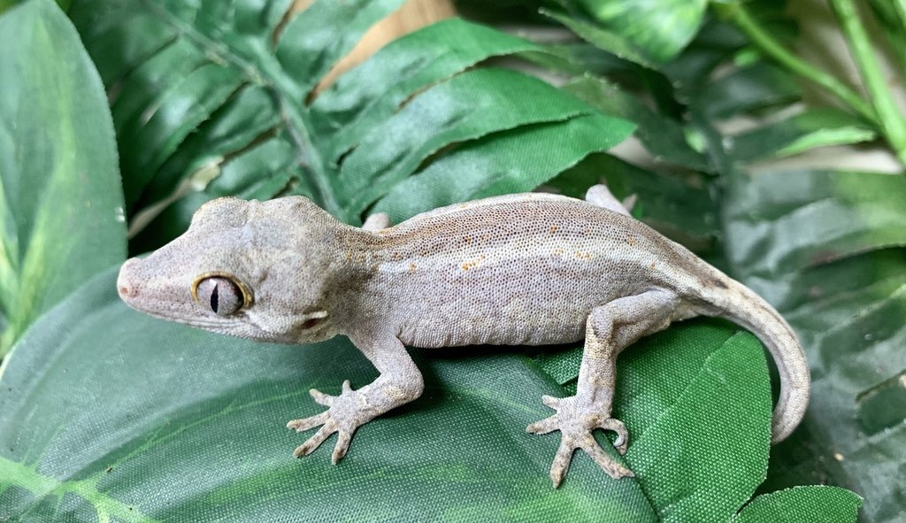Normal Gargoyle Gecko by BHB Reptiles - MorphMarket