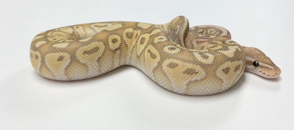Banana Lesser Ball Python by BHB Reptiles - MorphMarket