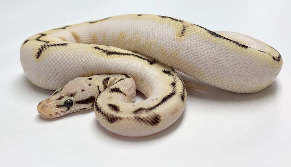 Bumblebee Calico Orange Dream Yellowbelly Ball Python by BHB Reptiles ...