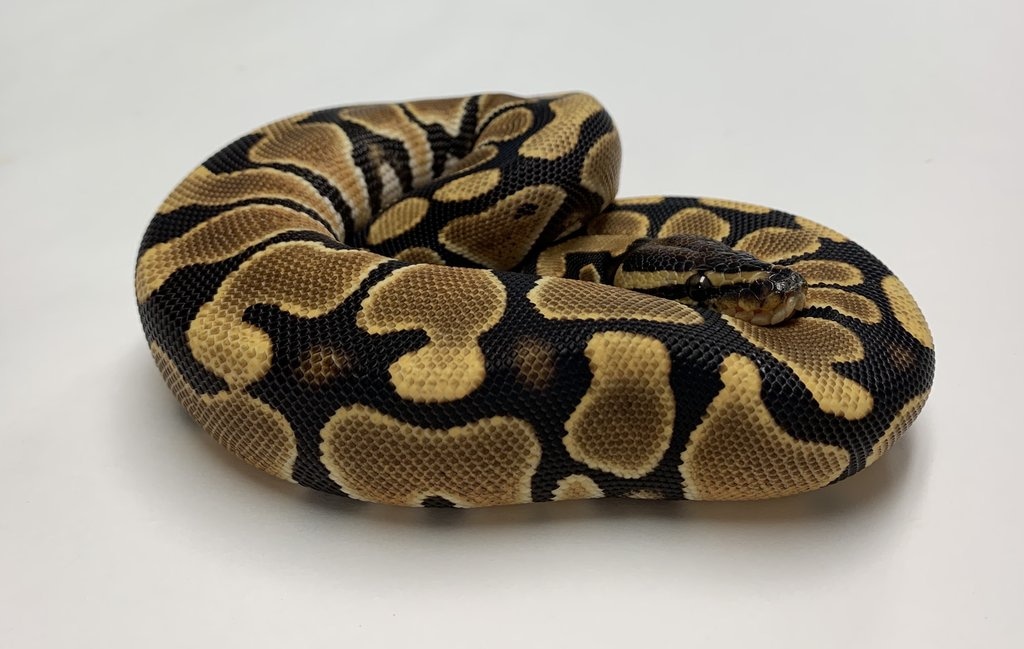 Orange Dream Ball Python by BHB Reptiles - MorphMarket
