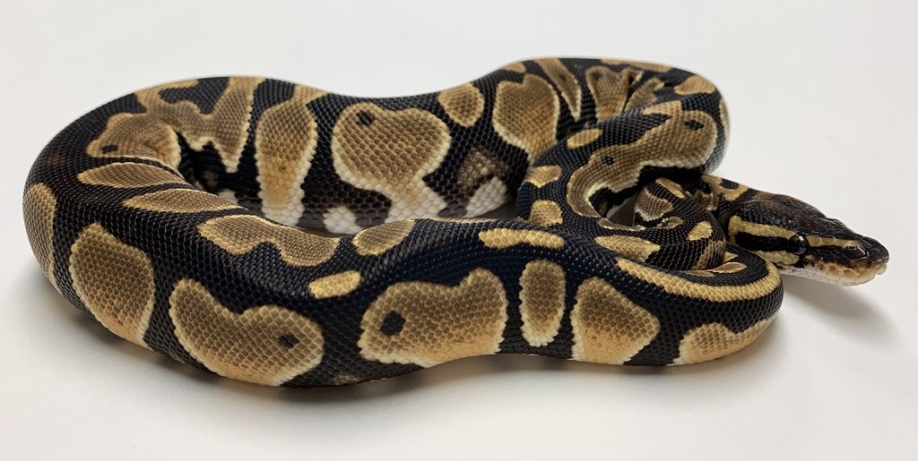 Orange Dream Ball Python by BHB Reptiles - MorphMarket