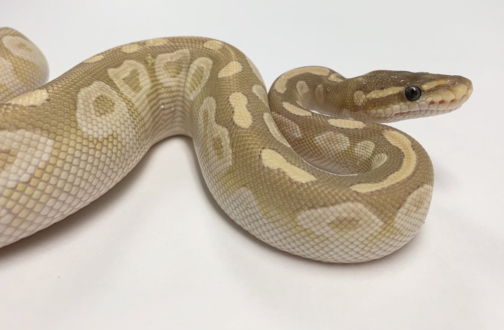 Crystal Ball Python by BHB Reptiles - MorphMarket