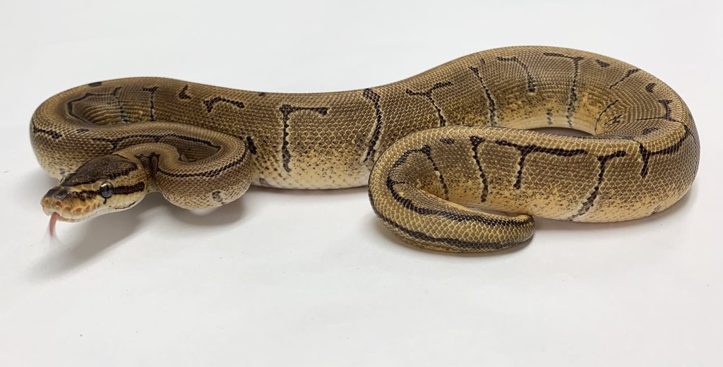 Enchi Pinstripe Ball Python by BHB Reptiles - MorphMarket