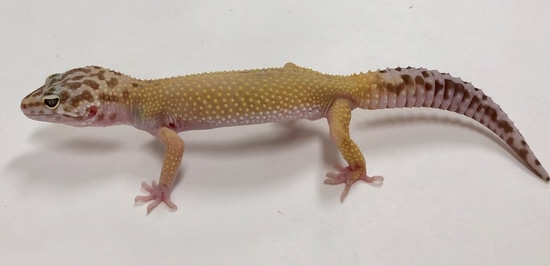 Hypo Mack Snow Tremper Albino Pos Het Eclipse Leopard Gecko by BHB Reptiles