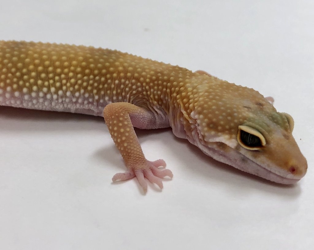 Super Hypo Tangerine Carrot Tail Baldy W/Y Leopard Gecko by BHB ...