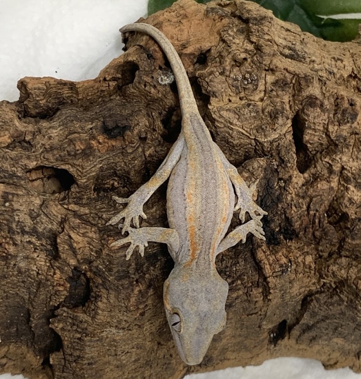 Normal Gargoyle Gecko by BHB Reptiles