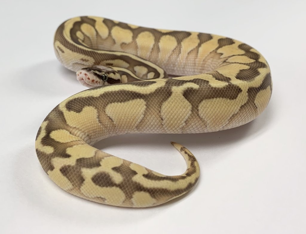 Super Pastel Lesser Enchi Ball Python by BHB Reptiles - MorphMarket