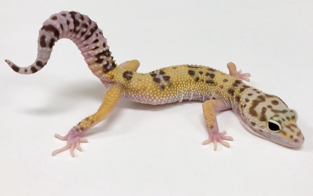 Hypo Albino Tremper Marble Eye Leopard Gecko by BHB Reptiles - MorphMarket