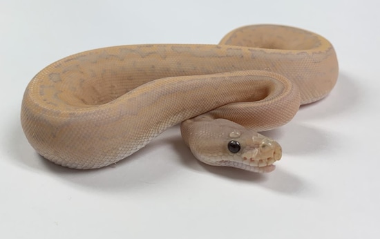 Banana Cinnamon Pinstripe Ball Python by BHB Reptiles