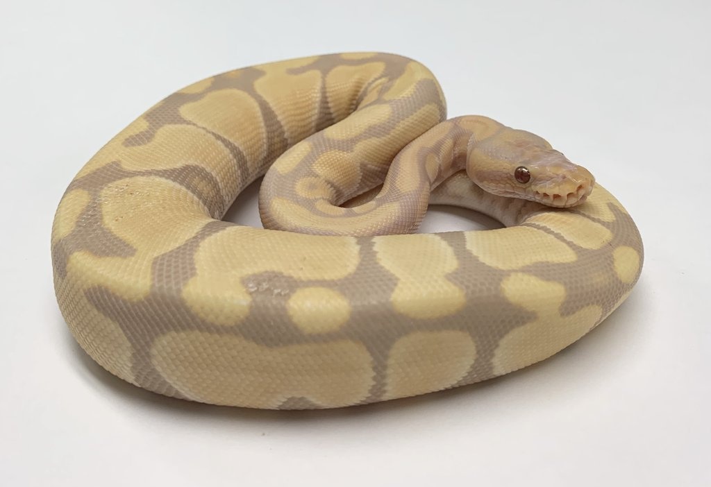 Candino Pastel Ball Python by BHB Reptiles - MorphMarket