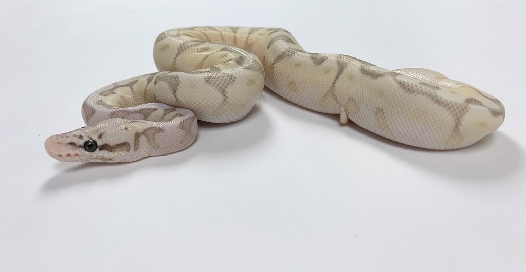 Killer Queenbee Enchi Ball Python by BHB Reptiles - MorphMarket
