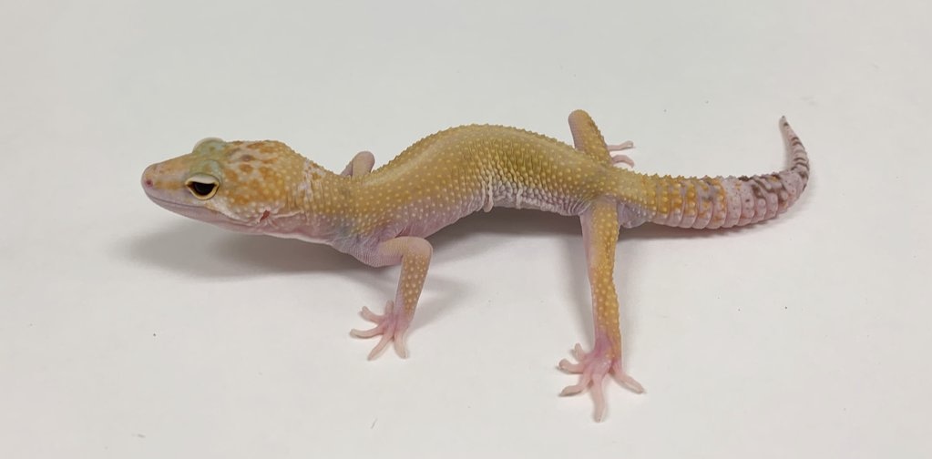 Sunglow Tremper Albino Marble Eye Leopard Gecko by BHB Reptiles ...