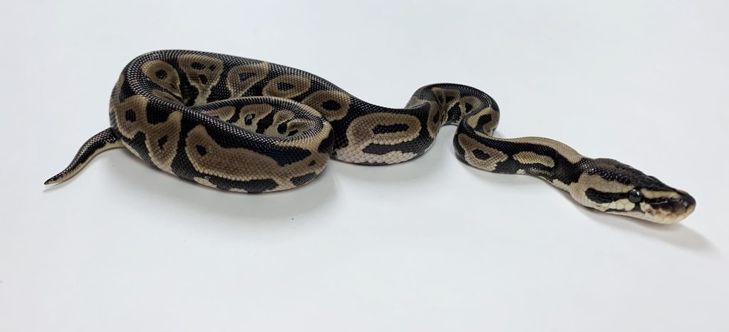 Lori Leopard Ball Python by BHB Reptiles - MorphMarket