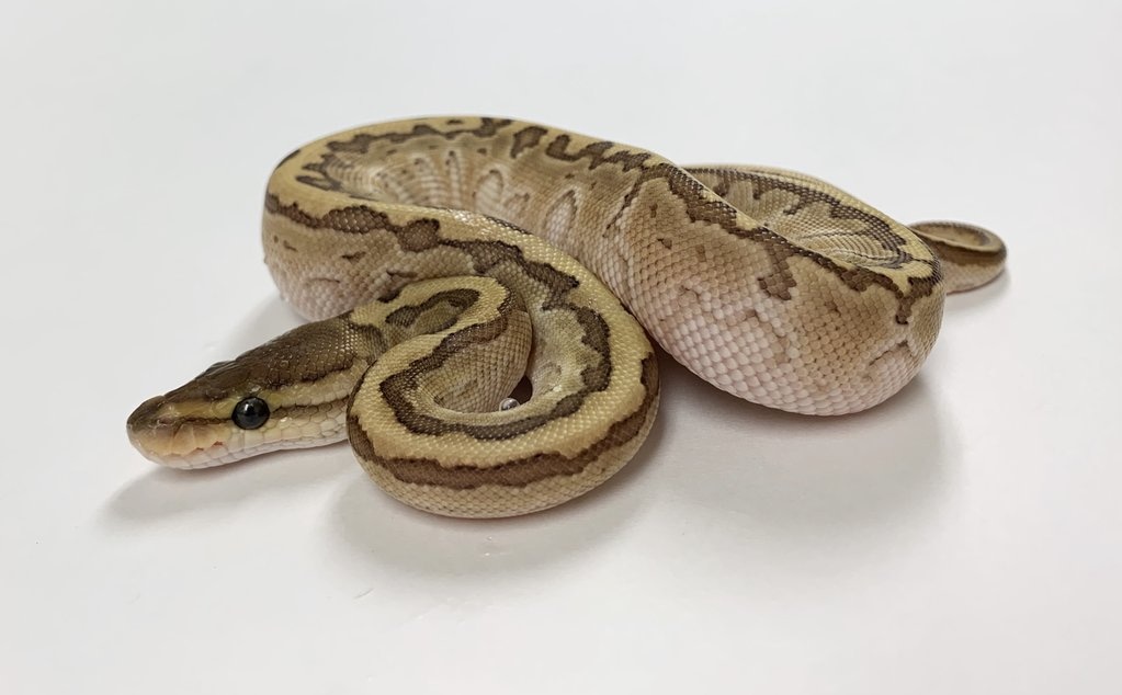 Woma Lesser Pinstripe Ball Python by BHB Reptiles - MorphMarket