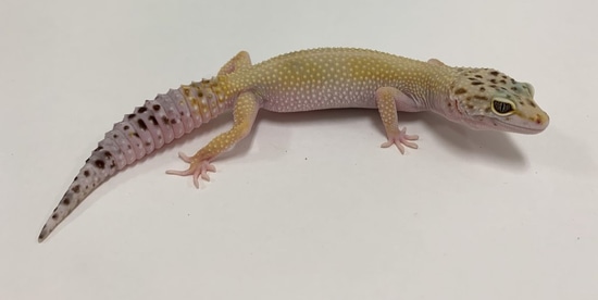 Super Hypo W/Y Pos Het Marble Eye Leopard Gecko by BHB Reptiles