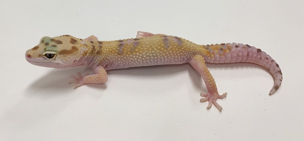Tangerine W/Y Marble Eye Het Tremper Albino Leopard Gecko by BHB ...