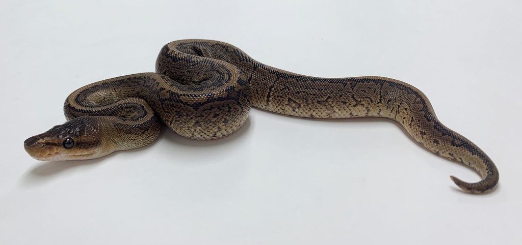 Mahogany Pinstripe Spector Ball Python by BHB Reptiles - MorphMarket