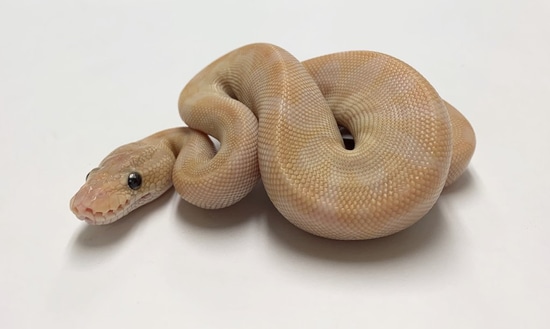 Super Special Ball Python by BHB Reptiles