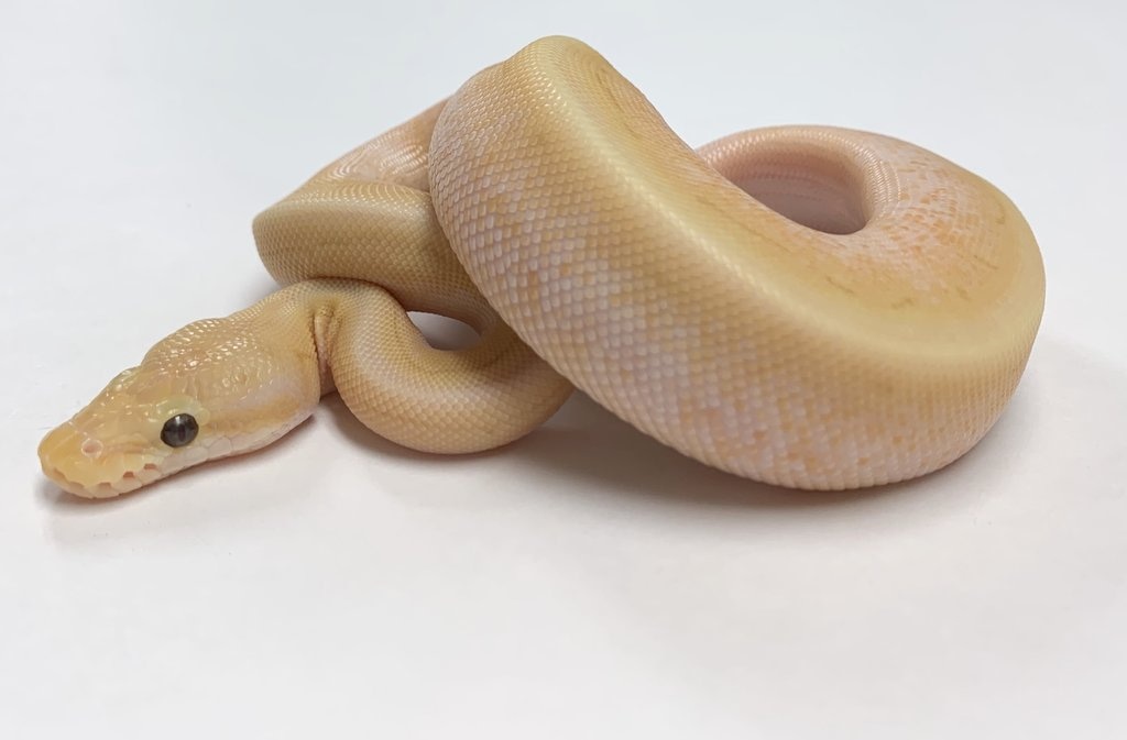 Banana Chocolate Spinner Ball Python by BHB Reptiles - MorphMarket
