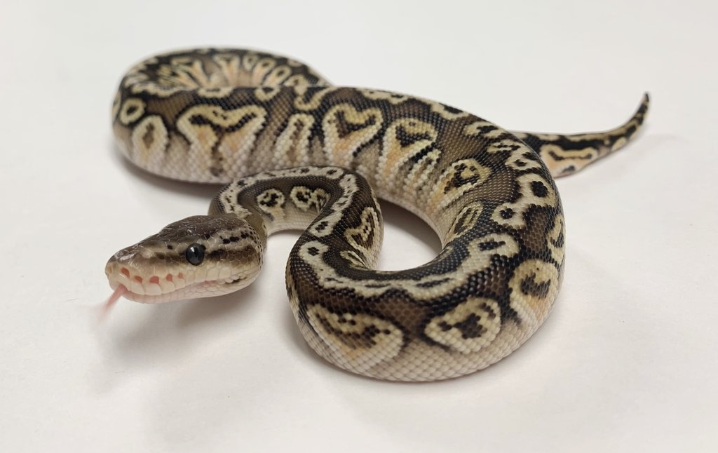 Pastel Russo Hidden Gene Woma Ball Python by BHB Reptiles - MorphMarket