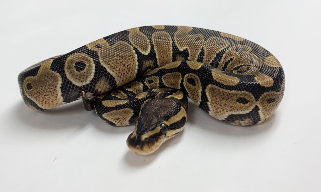 Dbl Het Albino Clown Ball Python by BHB Reptiles - MorphMarket