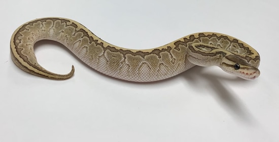 Woma Lesser Pinstripe Ball Python by BHB Reptiles