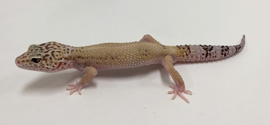 Mack Snow Raptor W/Y Leopard Gecko by BHB Reptiles