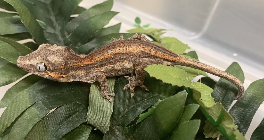 Normal Gargoyle Gecko by BHB Reptiles - MorphMarket